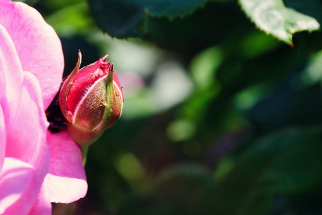 Rose Bourgeon Fleur - Photo gratuite sur Pixabay - Pixabay