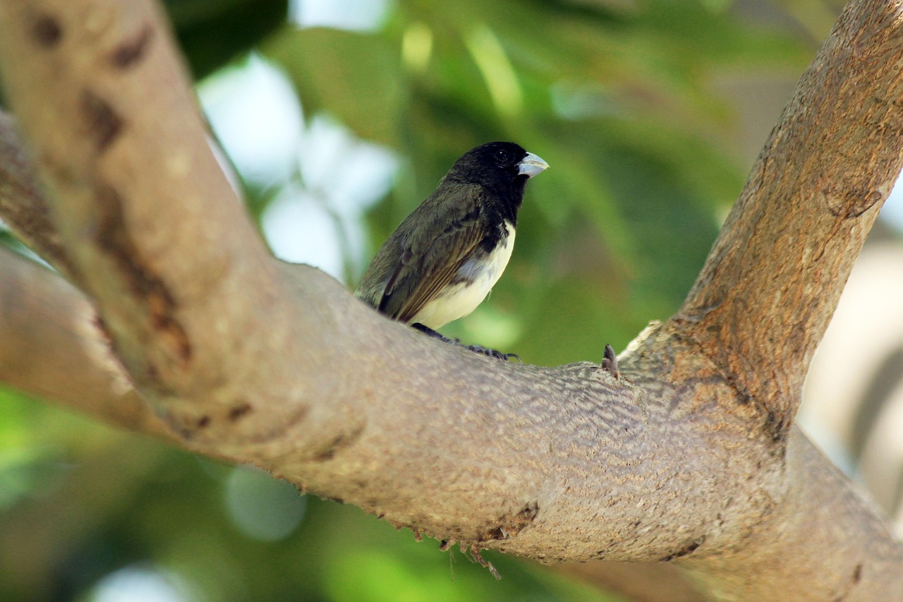 Gelbbauchiger Samenfresser Vogel - Kostenloses Foto auf Pixabay - Pixabay