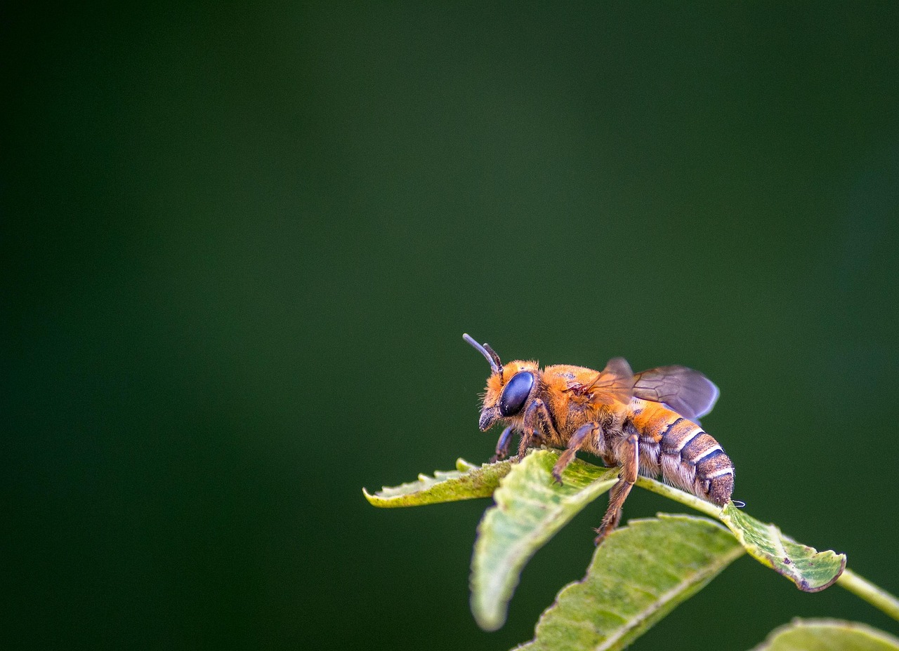 Abeille Insecte Animal - Photo gratuite sur Pixabay - Pixabay