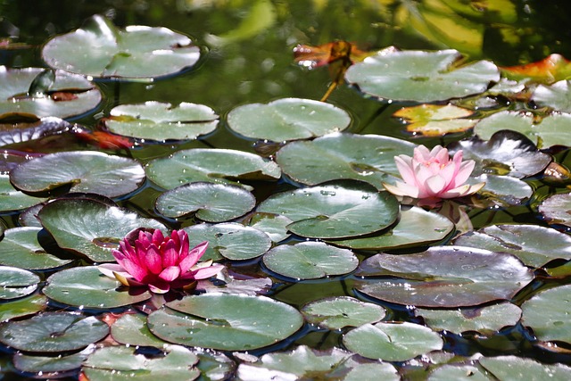 Water Lilies Lily Pads Pond - Free photo on Pixabay - Pixabay