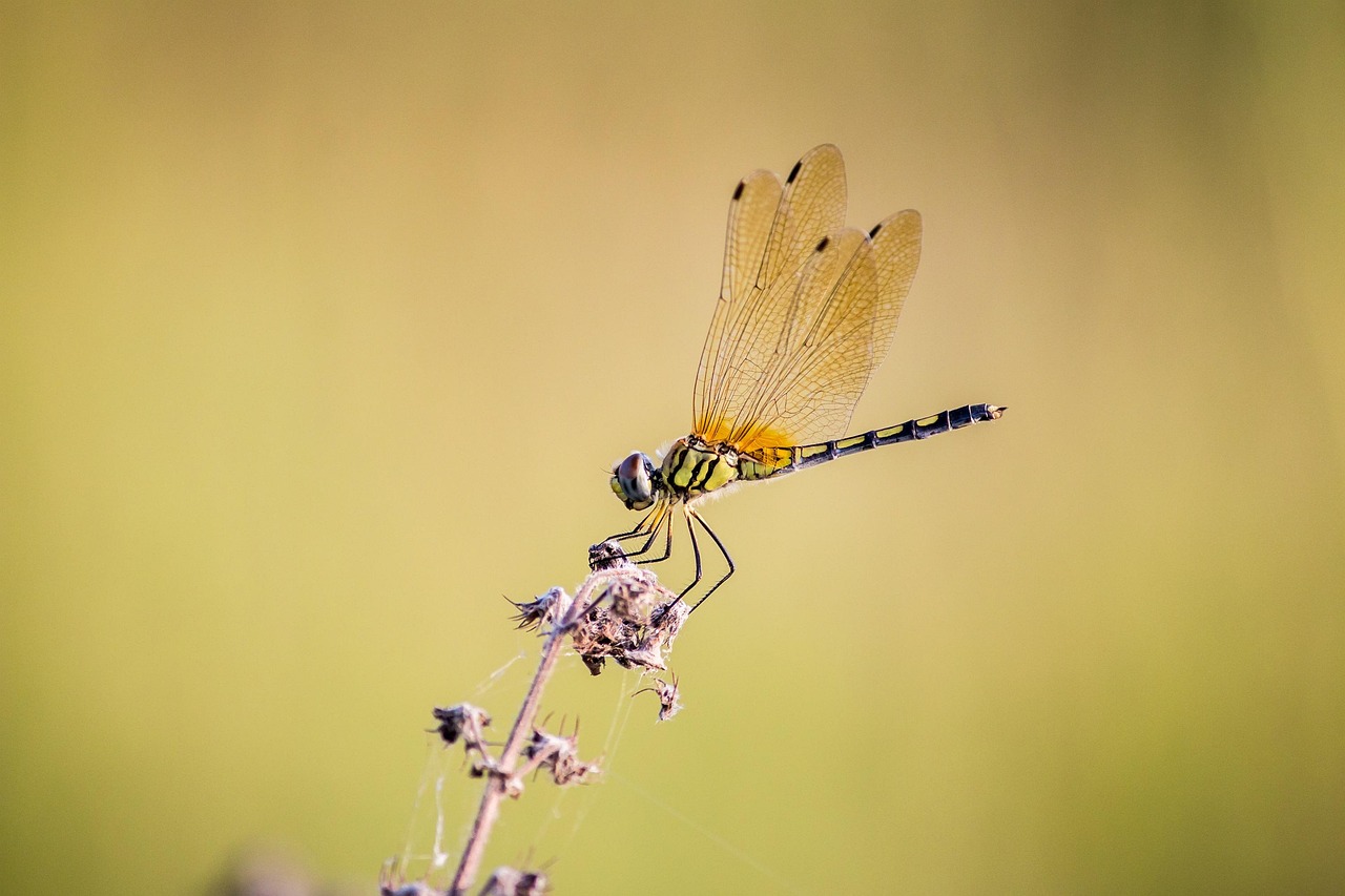 6,000+ Dragonfly Pictures & Images [HD] - Pixabay