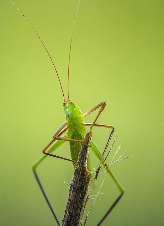 Sickle-Bearing Bush-Cricket Insect - Free photo on Pixabay - Pixabay