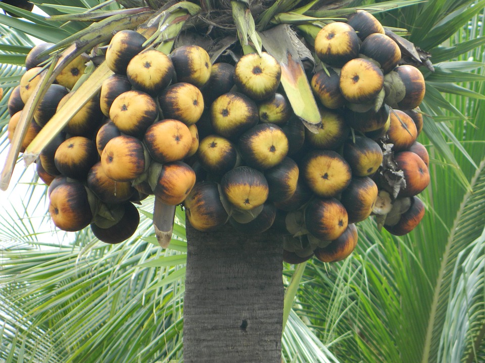 Fruits De Palmier Des - Photo gratuite sur Pixabay - Pixabay