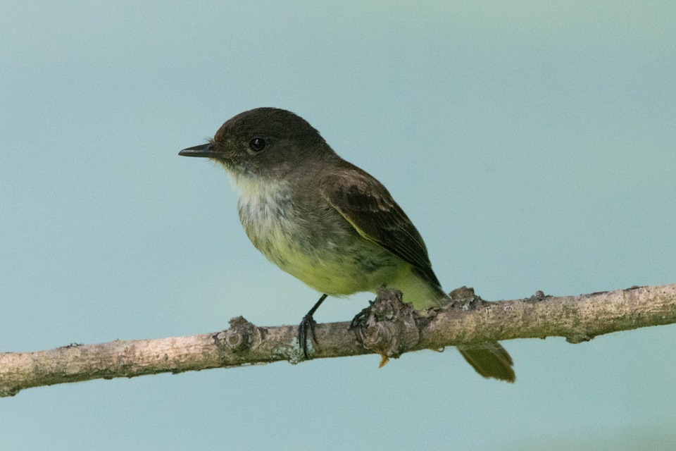 Eastern Phoebe Bird Animal - Free photo on Pixabay - Pixabay