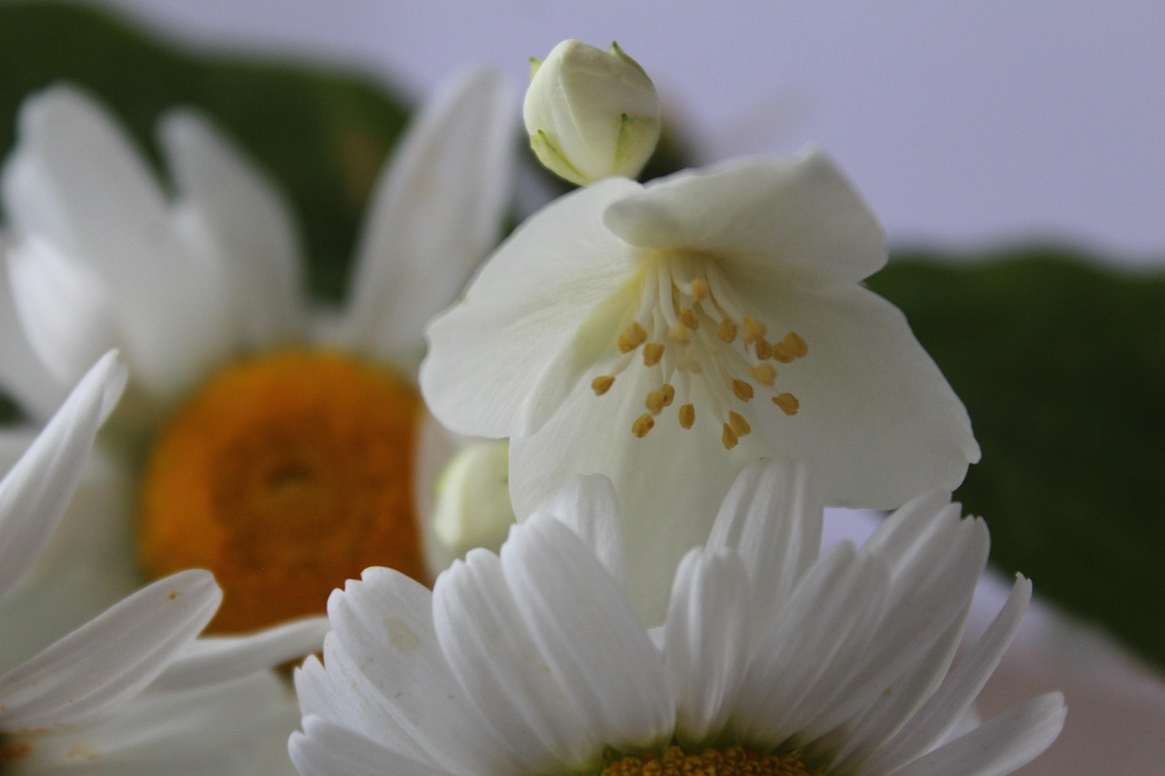 Chamomile Flowers Summer - Free photo on Pixabay - Pixabay