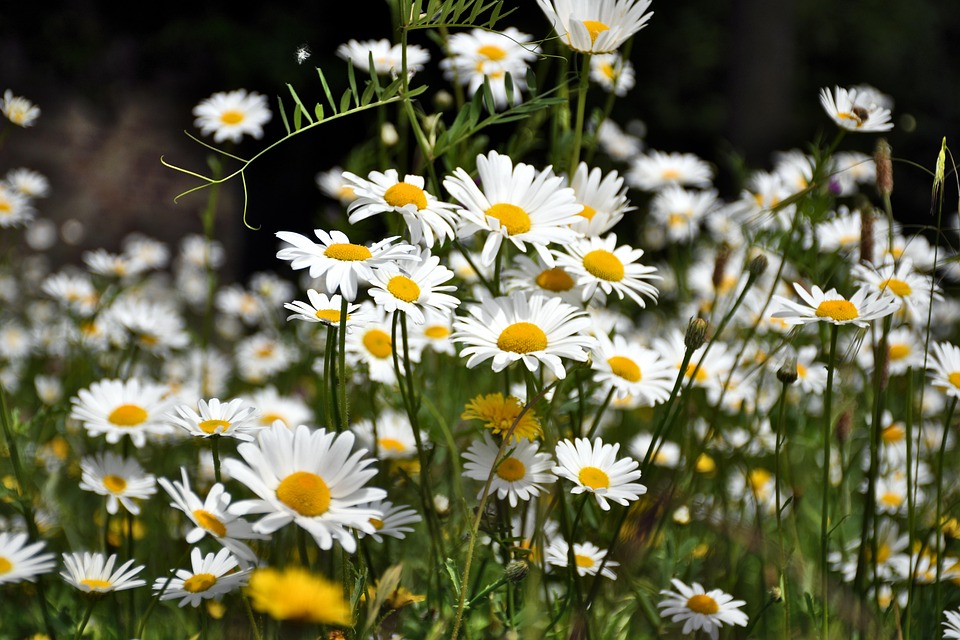Chamomile Bunga-Bunga Tanaman - Foto gratis di Pixabay - Pixabay