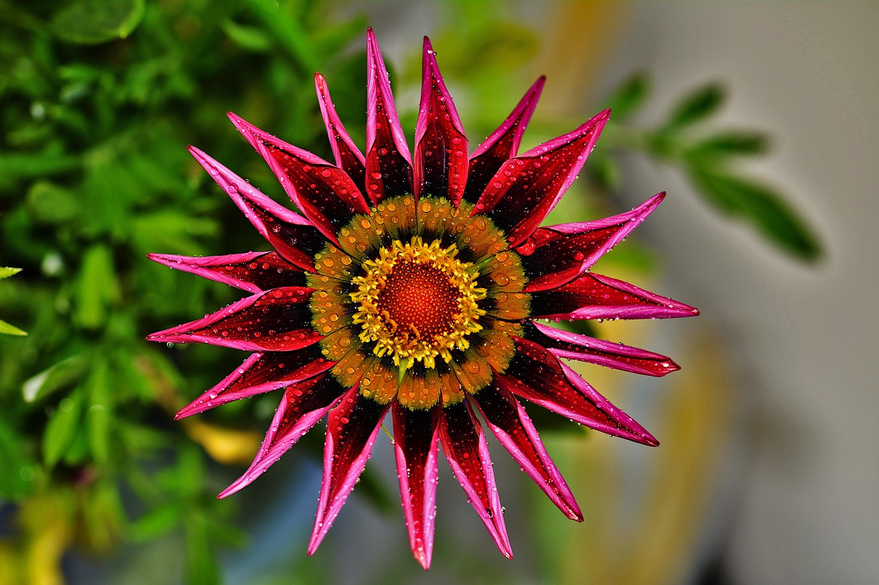 Treasure Flower Plant Red - Free photo on Pixabay - Pixabay