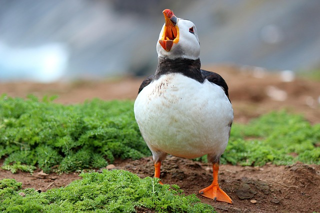 Bird Puffin Singing - Free photo on Pixabay - Pixabay
