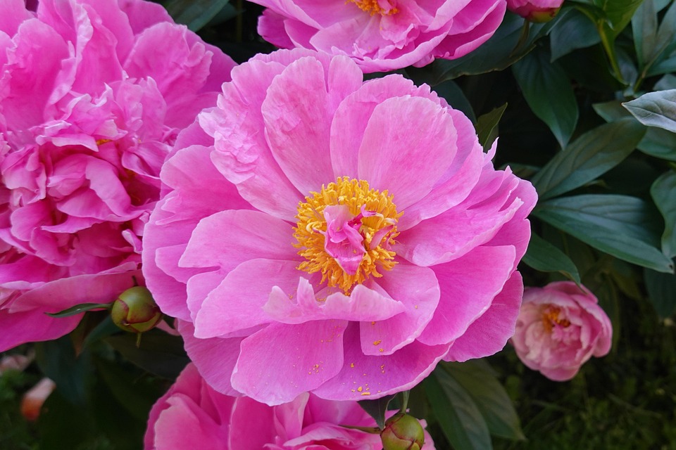 Peonies Pink Flowers - Free photo on Pixabay