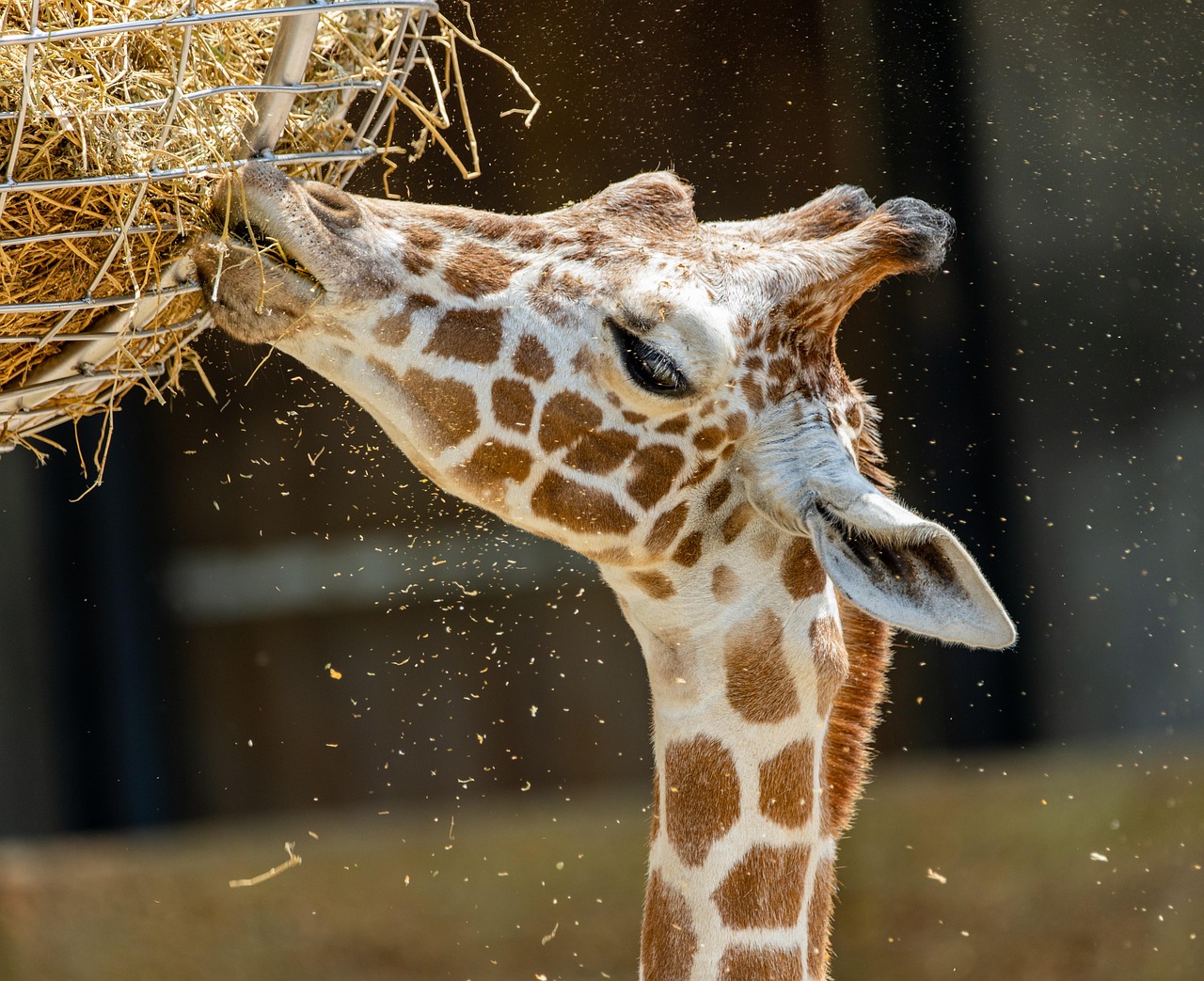 10,000+ Free Giraffe Eating & Giraffe Images - Pixabay
