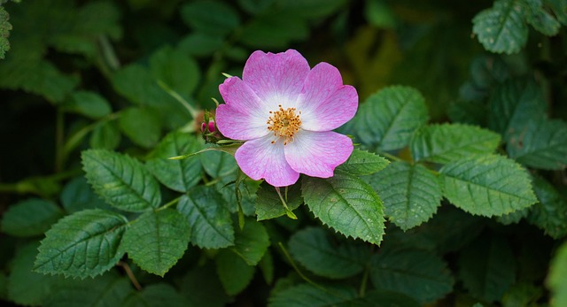 Dog Rose Wildflower Flora - Free photo on Pixabay - Pixabay