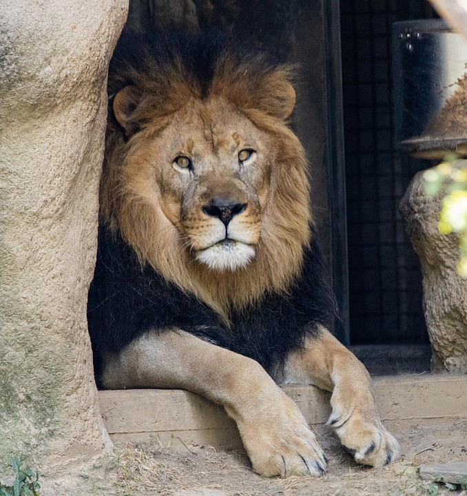 Lion Animal Nature - Photo gratuite sur Pixabay - Pixabay
