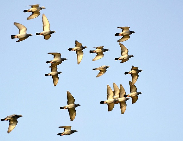 Postduiven Duiven Zwerm Vogels - Gratis foto op Pixabay - Pixabay