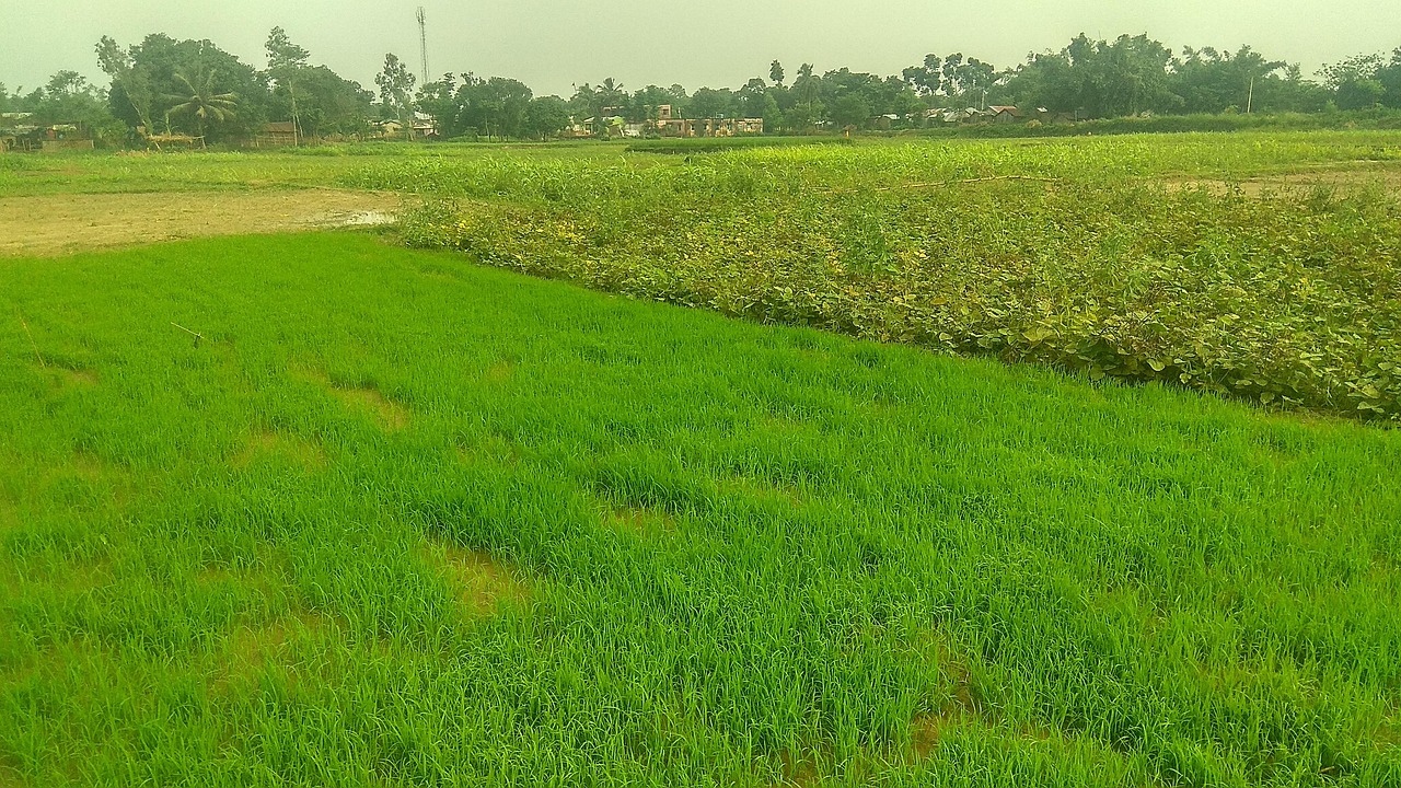 Greencrops Beauty Crops Nature - Free photo on Pixabay - Pixabay