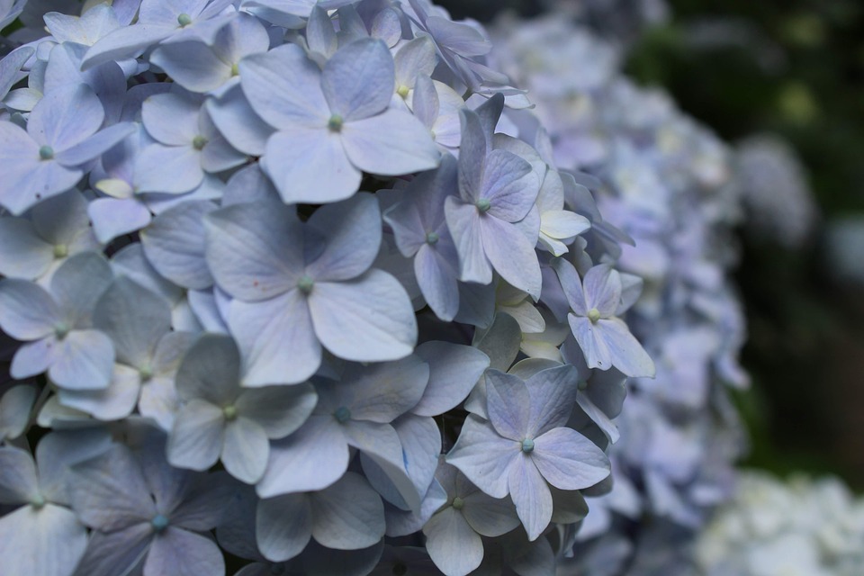 Hydrangea Bunga-Bunga Tanaman - Foto gratis di Pixabay - Pixabay
