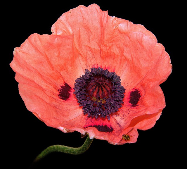 Poppy Flower Plant - Free photo on Pixabay