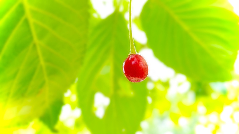 Kirsche Frühling Natur - Kostenloses Foto auf Pixabay - Pixabay