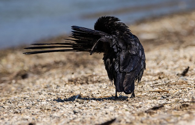 Corbeau Oiseau Lac - Photo gratuite sur Pixabay - Pixabay