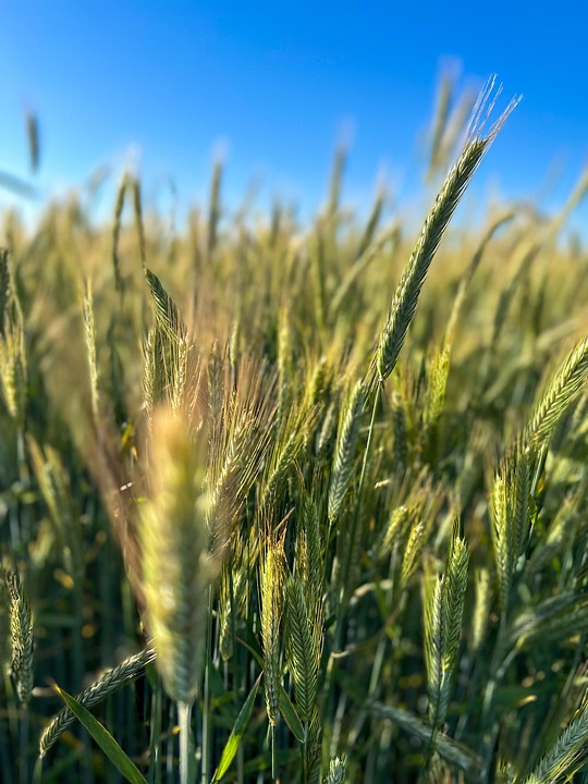 Wheat Field Meadow - Free photo on Pixabay - Pixabay