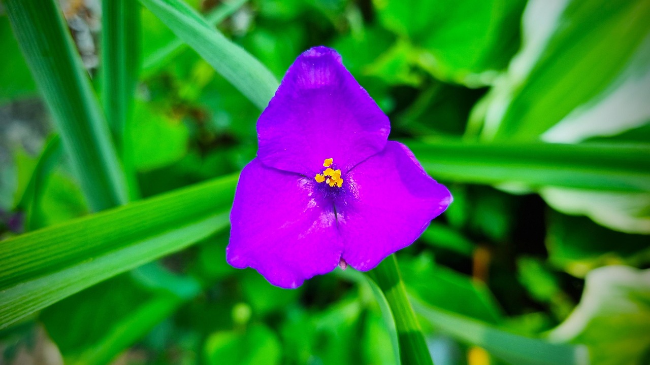 Lua Roxa Gaebi Flor - Foto gratuita no Pixabay - Pixabay