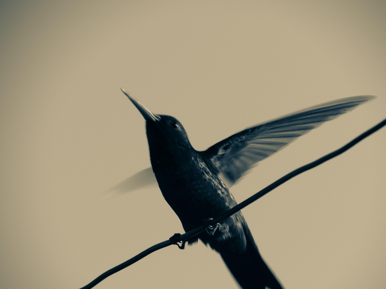 1,000+ Free Hummingbirds & Nature Images - Pixabay