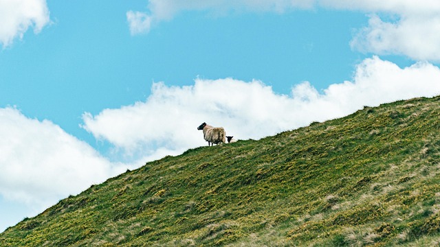 Scotland Grass Sheep - Free photo on Pixabay