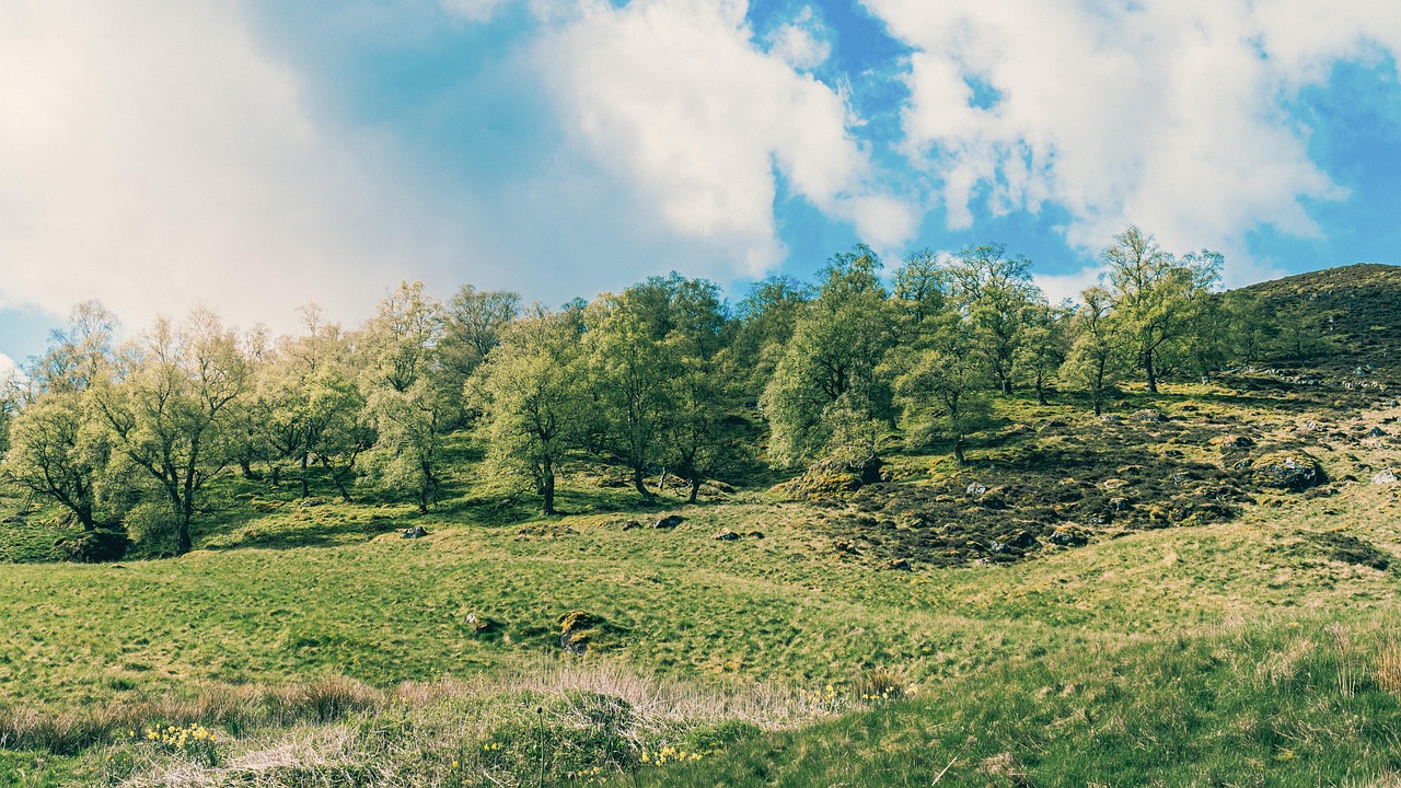 Trees Spring Nature - Free photo on Pixabay - Pixabay