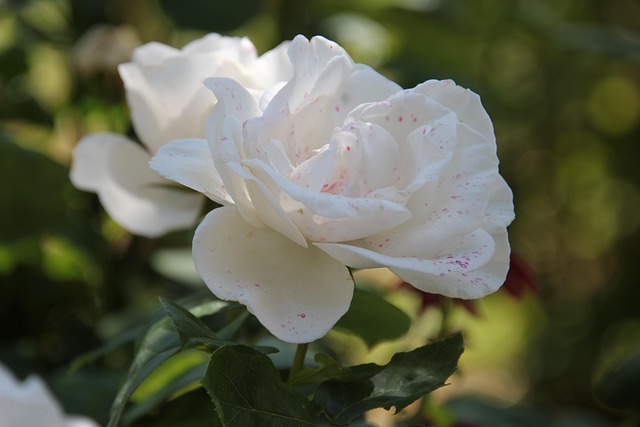 Rose Blanche Fleur - Photo gratuite sur Pixabay - Pixabay