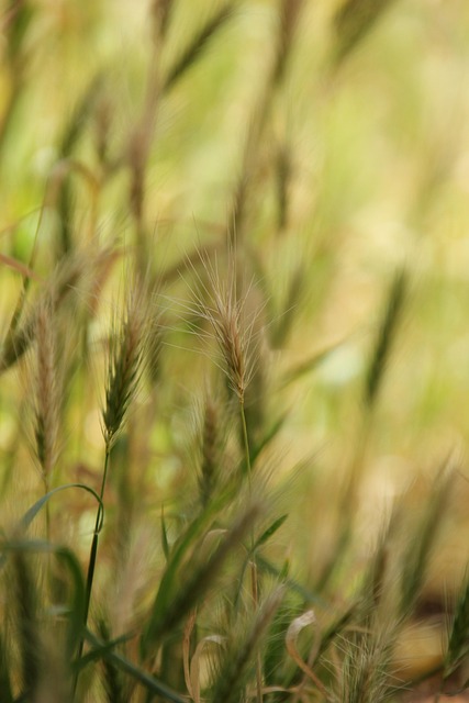 Wild Grain Grasses Meadow - Free photo on Pixabay - Pixabay