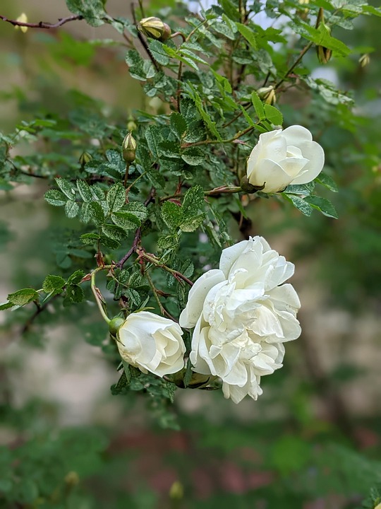 White Rosehip Rose - Free photo on Pixabay - Pixabay