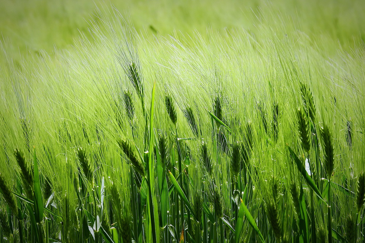Field Agriculture Village - Free photo on Pixabay