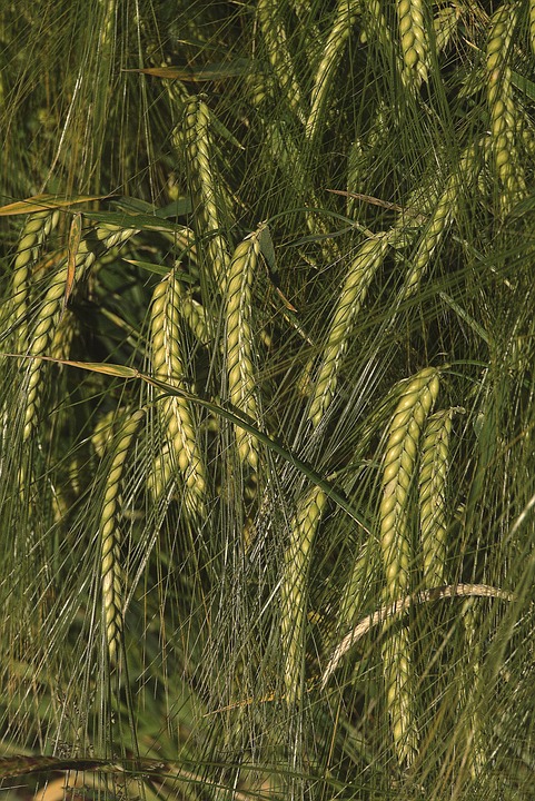 Cebada Grano Plantas - Foto gratis en Pixabay