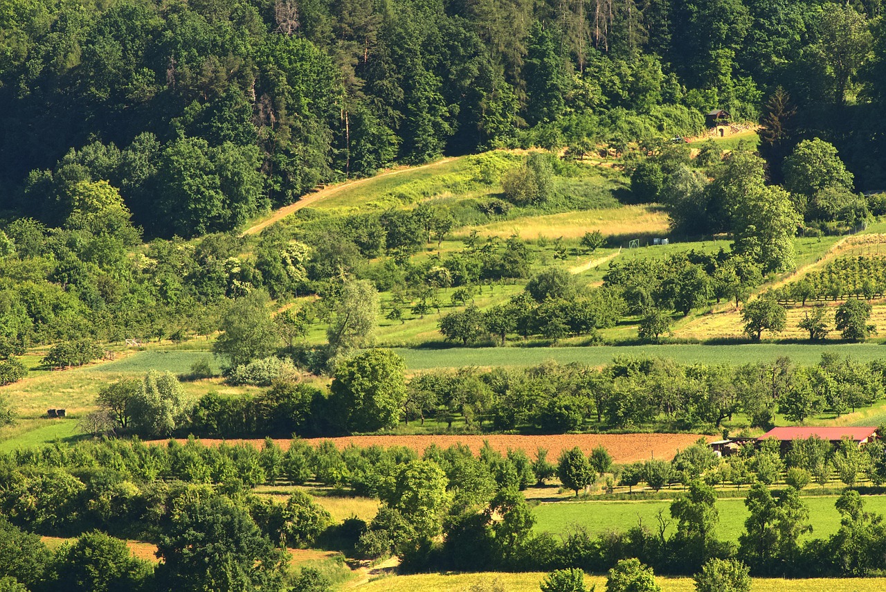 Fruit Trees Orchards Fields - Free photo on Pixabay - Pixabay