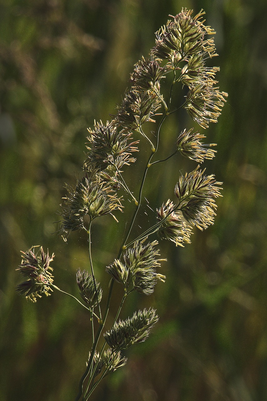 Grass Halm Stalks - Free photo on Pixabay