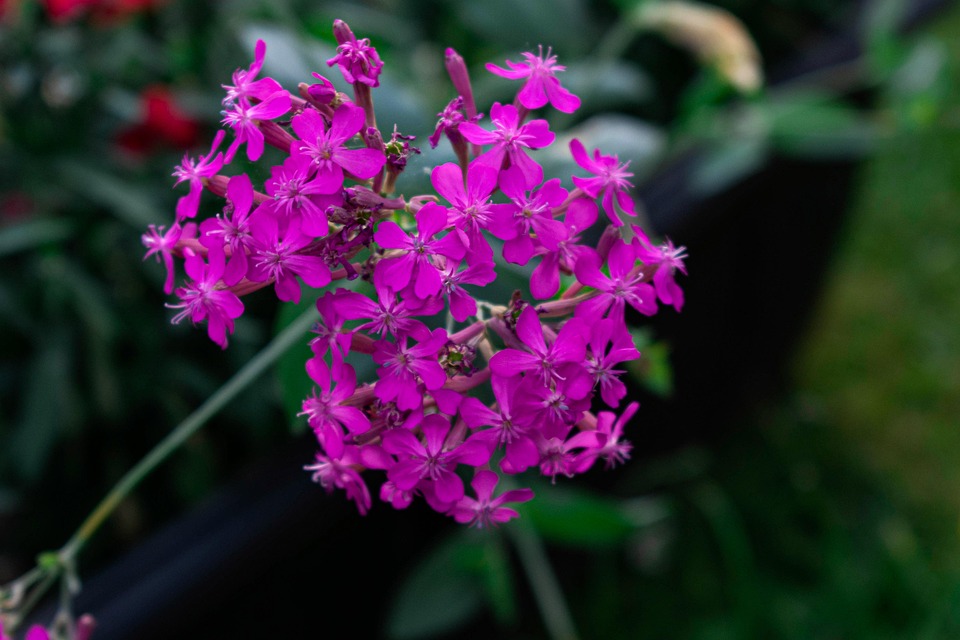 Dulce William Catchfly Flor Planta - Foto gratis en Pixabay - Pixabay