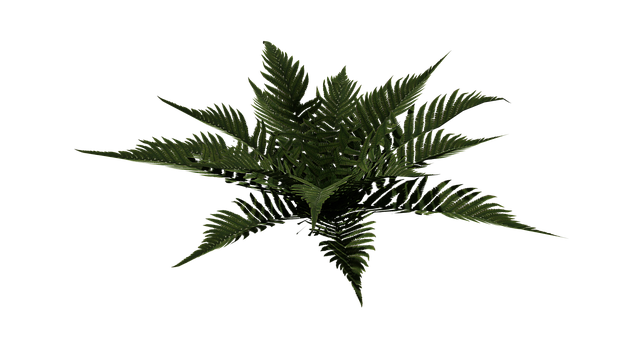 Explore 429+ Free Ferns Illustrations: Download Now - Pixabay