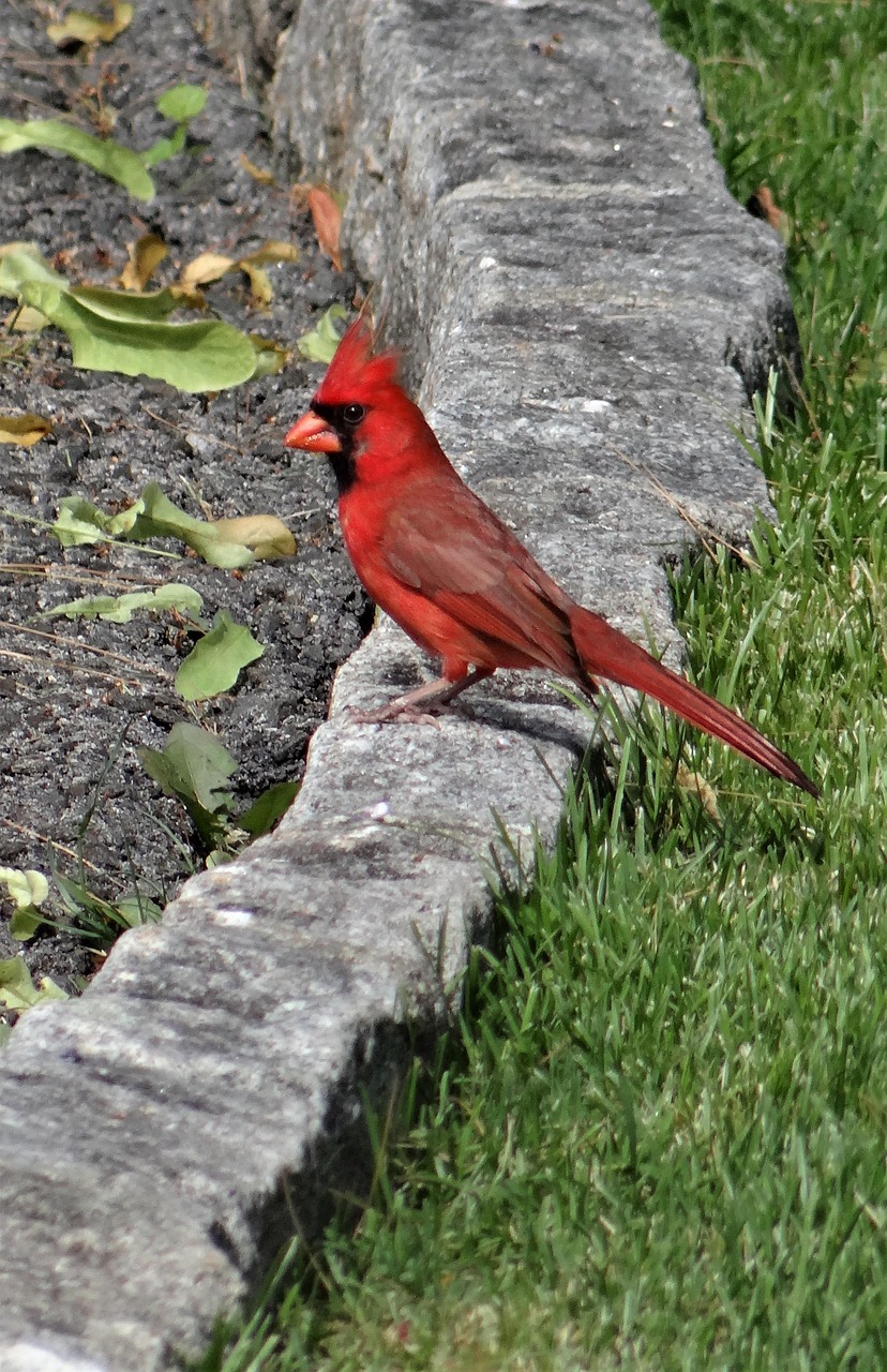 Male Northern Cardinal Red Bird - Free photo on Pixabay - Pixabay