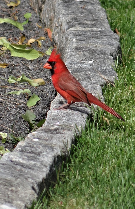 Male Northern Cardinal Red Bird - Free photo on Pixabay - Pixabay