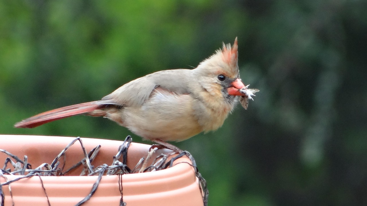 Northern Cardinal Perched Beak - Free photo on Pixabay - Pixabay