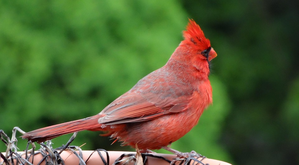 Noordelijke Kardinaal Vogel Dier - Gratis foto op Pixabay