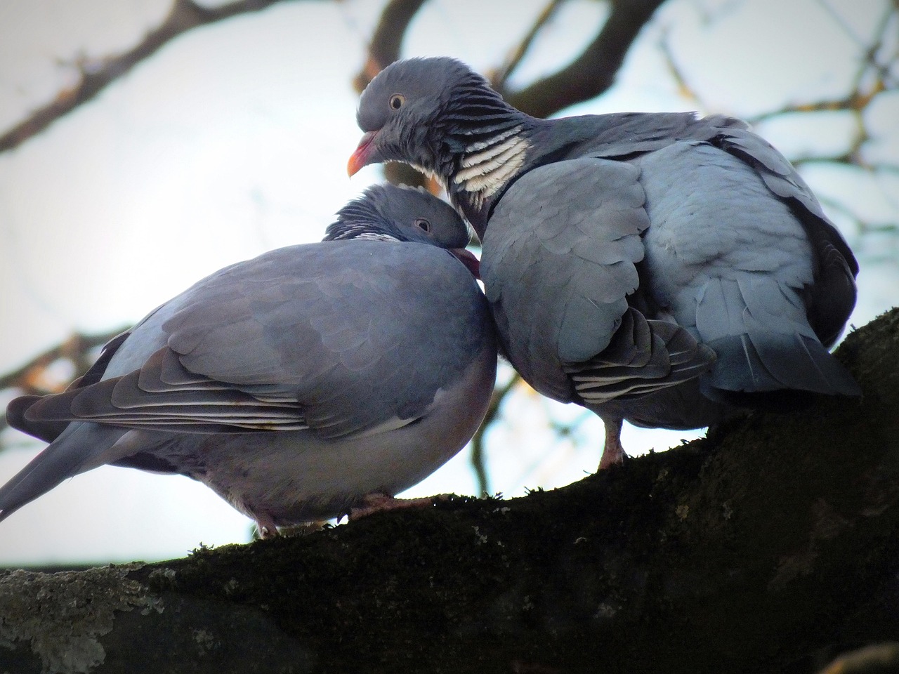 Pigeons Ramiers - Photo gratuite sur Pixabay - Pixabay
