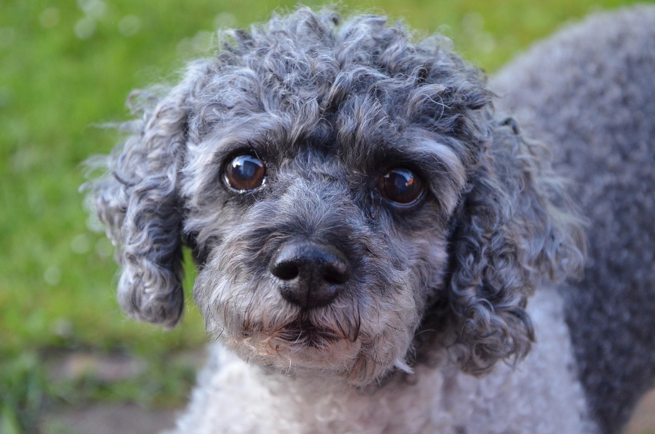 Poodle Dog Outdoors - Free photo on Pixabay