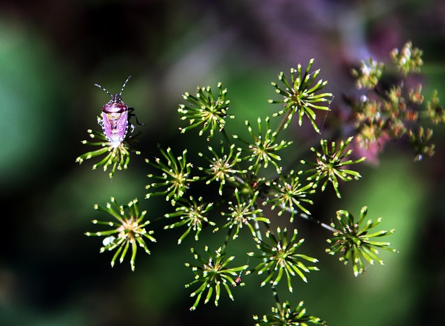Bug Du Bouclier Insecte Fleurs - Photo gratuite sur Pixabay - Pixabay