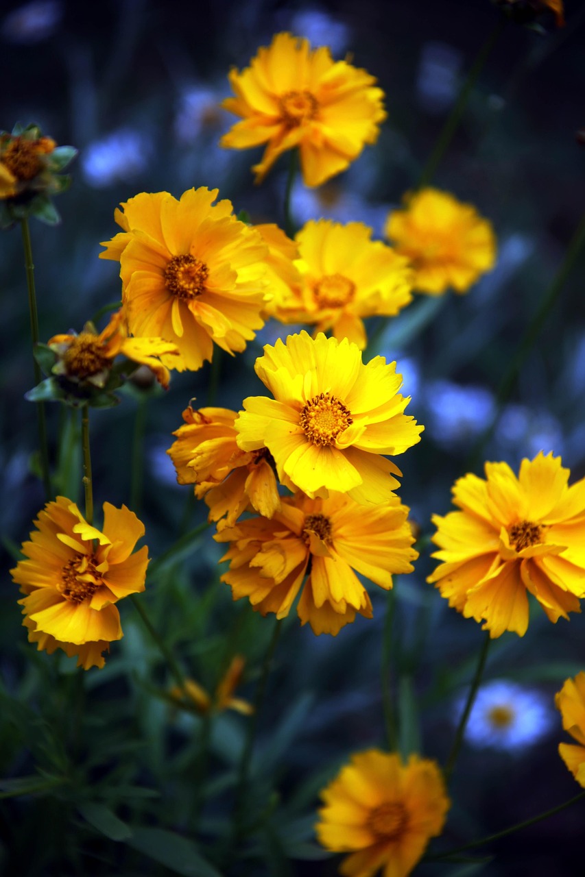 Flowers Yellow Bloom - Free photo on Pixabay - Pixabay