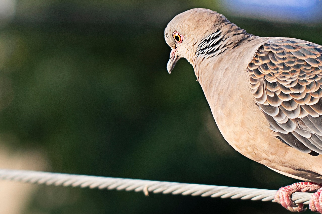 Pigeon Bird'S Eye Beak - Free photo on Pixabay