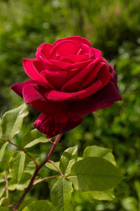 Rose Flower Nature Red - Free photo on Pixabay