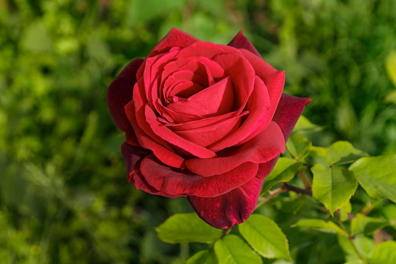 500,000+ Free Red Rose Background & Rose Images - Pixabay