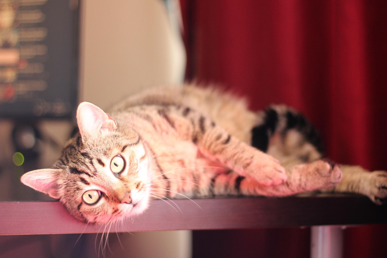 Gato - Foto gratuita no Pixabay - Pixabay