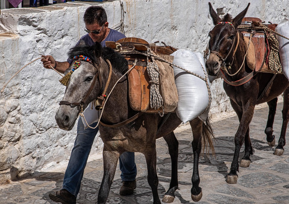 Greece Donkeys Transportion - Free photo on Pixabay - Pixabay