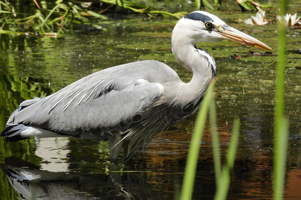 Heron Grey Water Bird - Free photo on Pixabay